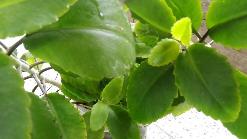 Buy aZee aZee Byrophyllum/ Patharchatta pinnatum Fresh & Bright Natural ...