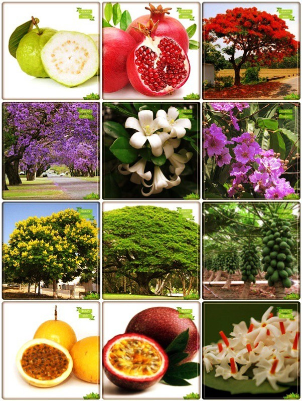 Ohhsome Garden Plant Seeds Combo Fruit And Tree Seeds Blue | Desertcart ...