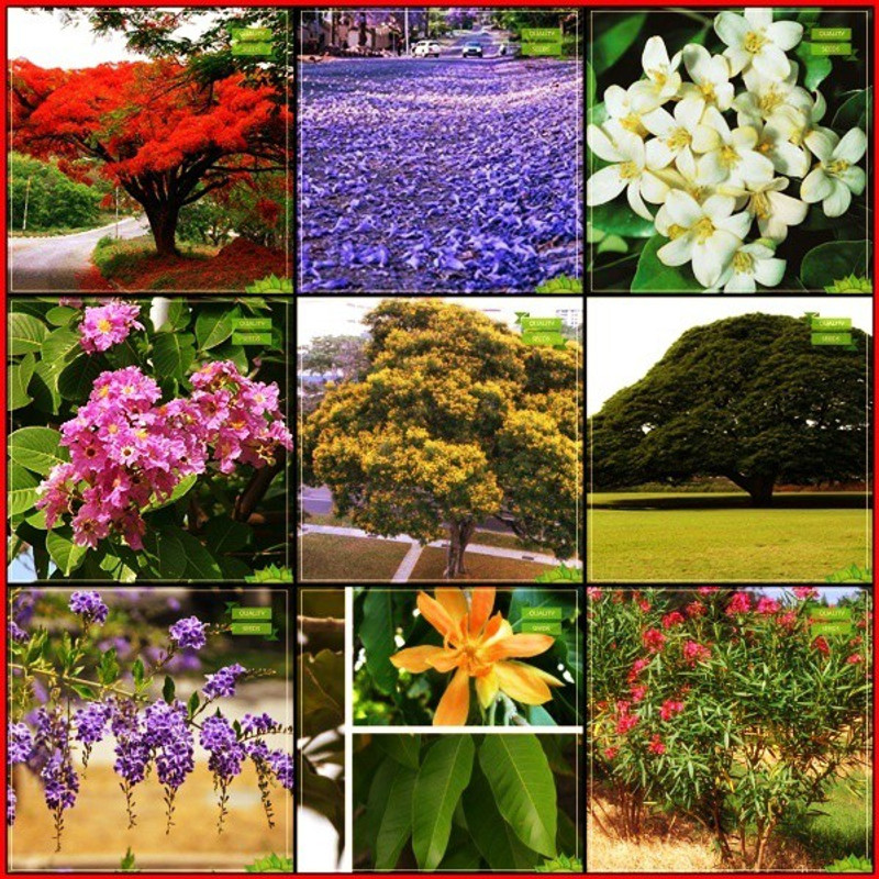 Buy OhhSome Garden Combo Flower Tree & Tree : Blue Jacaranda, Flame ...