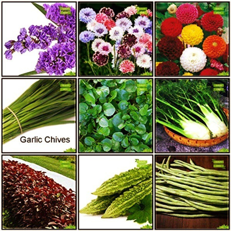 Ohhsome Seeds Packet Combo Herb Seeds And Flower Seeds Statica ...