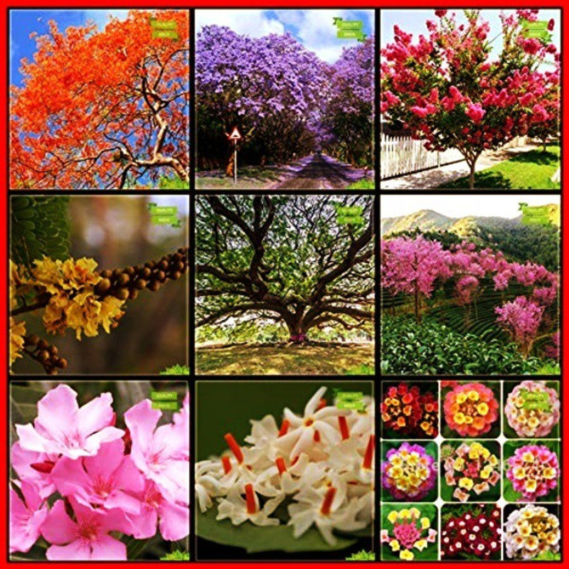 Buy OhhSome Garden Seed Combo Tree : Jacaranda, Gulmohar, Pride Of ...
