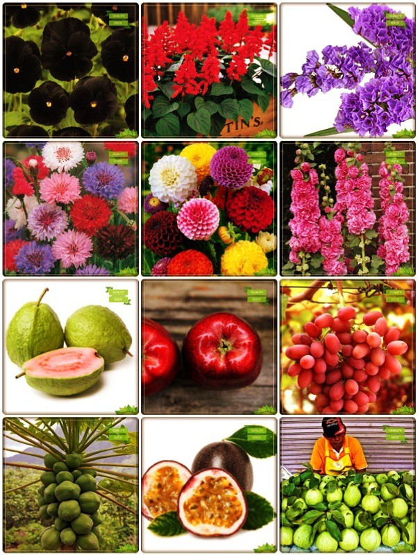 Buy OhhSome Best Collection Combo Flower & Tree : Psidium Guava, Apple ...