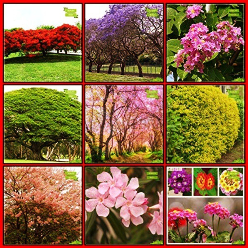 Buy OhhSome High Germination Combo Tree : Blue Jacaranda, Flame Tree ...