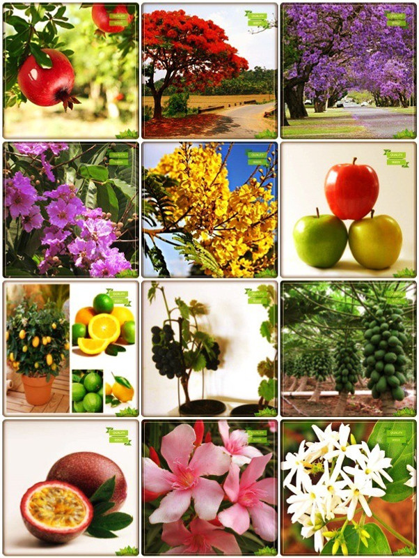 Buy OhhSome All Purpose Combo Fruit & Tree : Jacaranda Mimosafolia ...