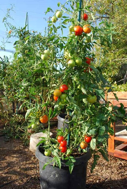 Buy Trothic Gardens Hybrid Pusa Ruby High Yield Tomato For Terrace Roof ...
