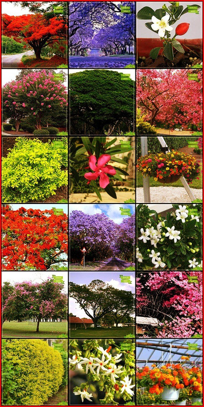 Buy OhhSome Lovers Combo Tree : Jacaranda, Delonix Regia, Orange ...