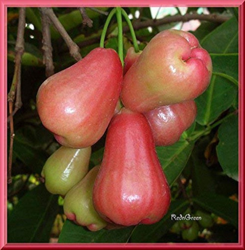 Buy Trothic Gardens Jambu Rare Syzygium Samarangense Red Water Apple ...