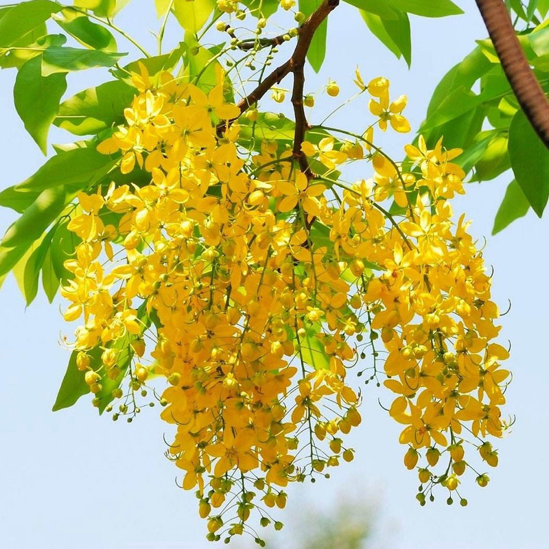 Shop 360 Garden Flower Of Kerala Bahava Cassia Fistula Golden | Desertcart Aruba