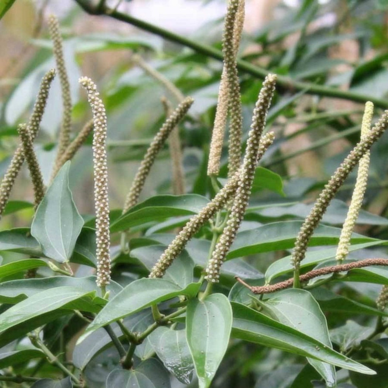 Buy SHOP 360 GARDEN RARE PIPER CUBEBA, CUBEB, TAILED PEPPER, JAVA ...