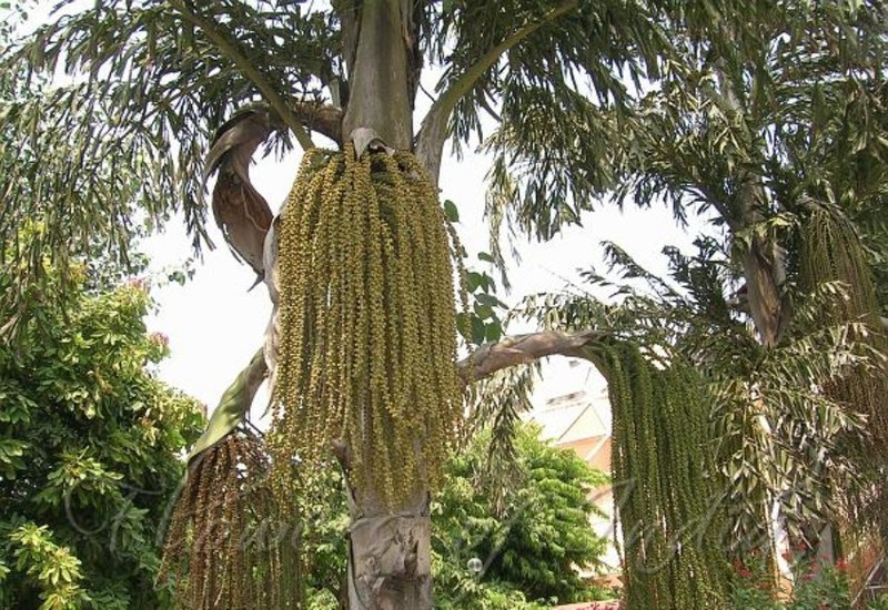 Shop 360 Garden Caryota Urens Fish Tail Palm Kithul Tree | Desertcart INDIA