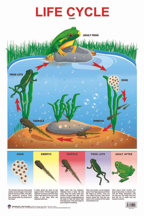 Life Cycle Chart: Buy Life Cycle Chart by Dreamland Publications at Low ...