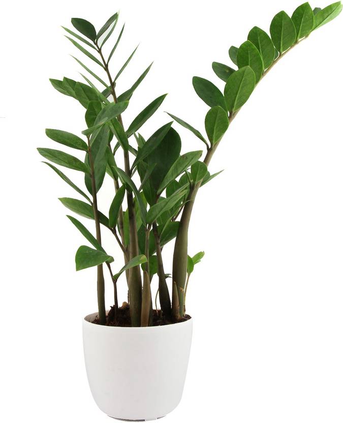 Nurturing Green ZZ Plant Price in India - Buy Nurturing Green ZZ Plant ...