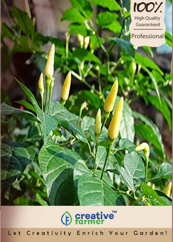creative farmer Kanthari Mulaku,Thai Pepper,Tiny Chilli Seeds Seed ...