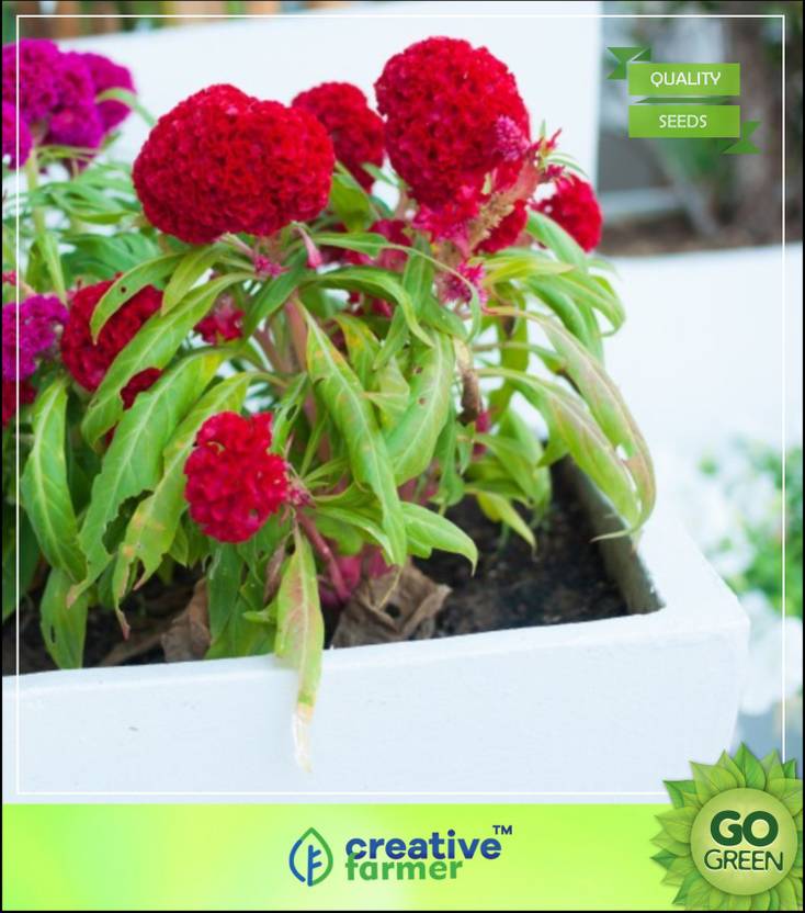 creative farmer Celosia Cockscomb Dwarf Mix (Cristata Nana) Plant Seeds ...