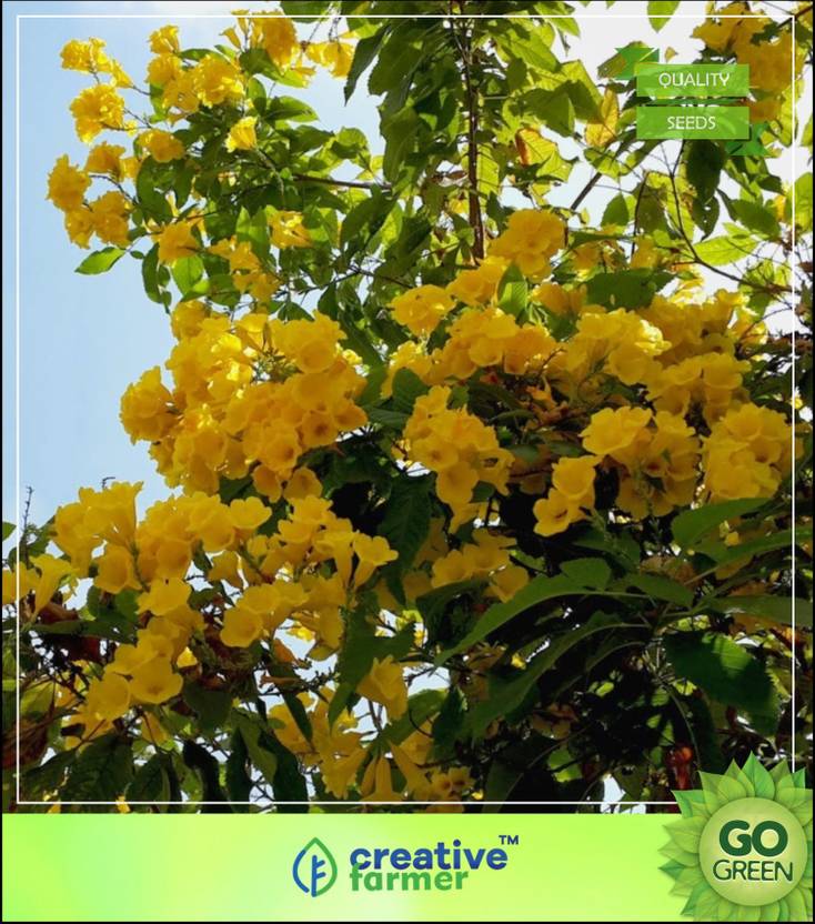 creative farmer Ornamental Tree Plants Stenolobium Stans Yellow Flower ...