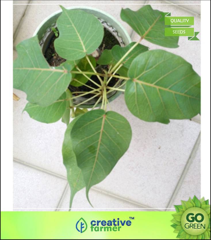 creative farmer Woody Plants Aswattha - Pipal Seed To Plant Tree Seeds ...