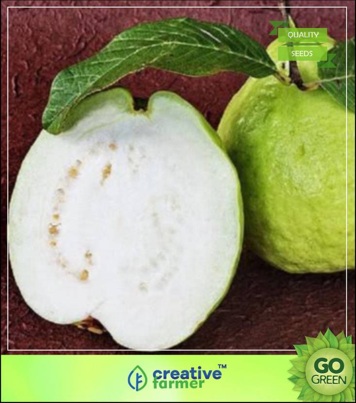 creative farmer Fruit Seeds : Thai Sweet Guava /Psidium Guajava 20 ...