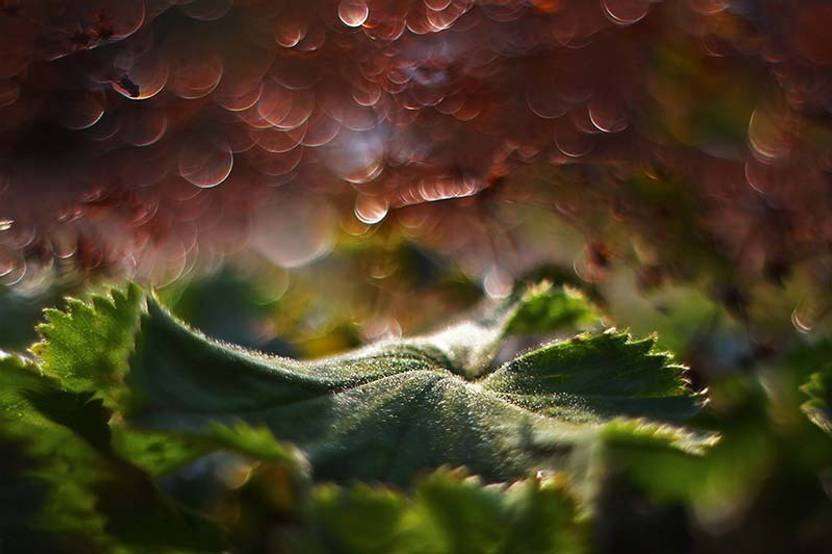 Poster | Natural Scenery Poster | Waterfall Forests, Trees, Sunset ...
