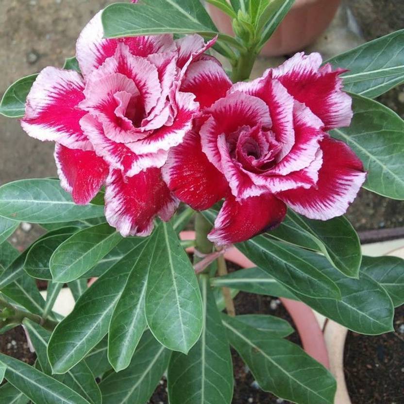 Generic Rare Adenium Obesum Desert Rose Flower Double Red White 10 Seed ...