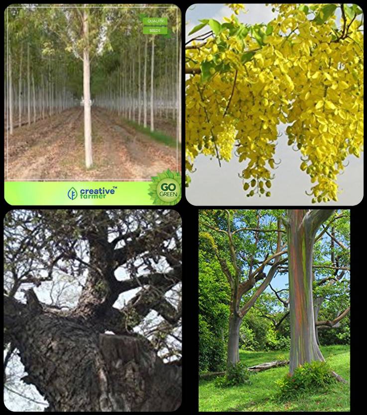 creative farmer Tree Seeds For Home Garden Mangium,Cassia Fistula ...