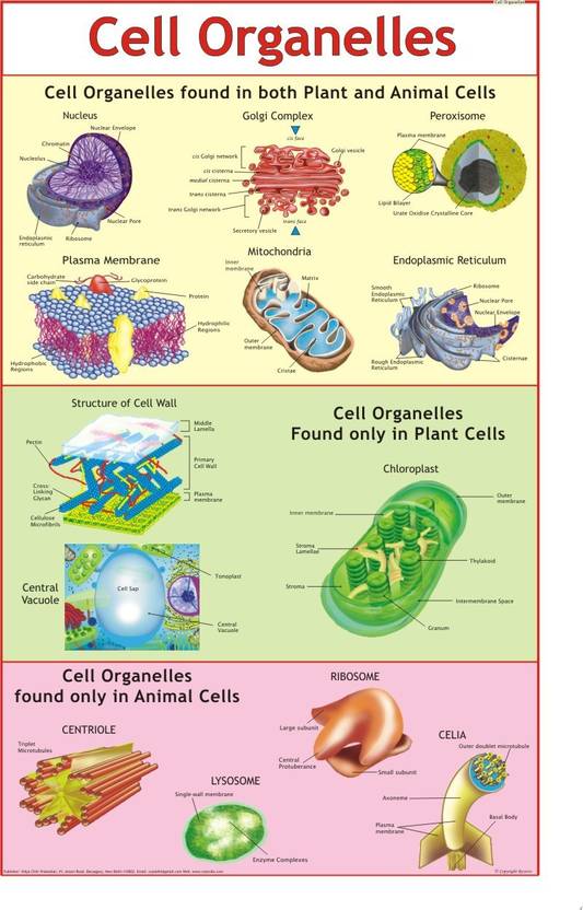 Cell Organelles Chart Paper Print - Educational posters in India - Buy ...