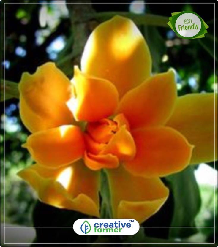 creative farmer Tita-Sopa ,Son Champa,Sampige ,Pudchampo ,Leihao ...