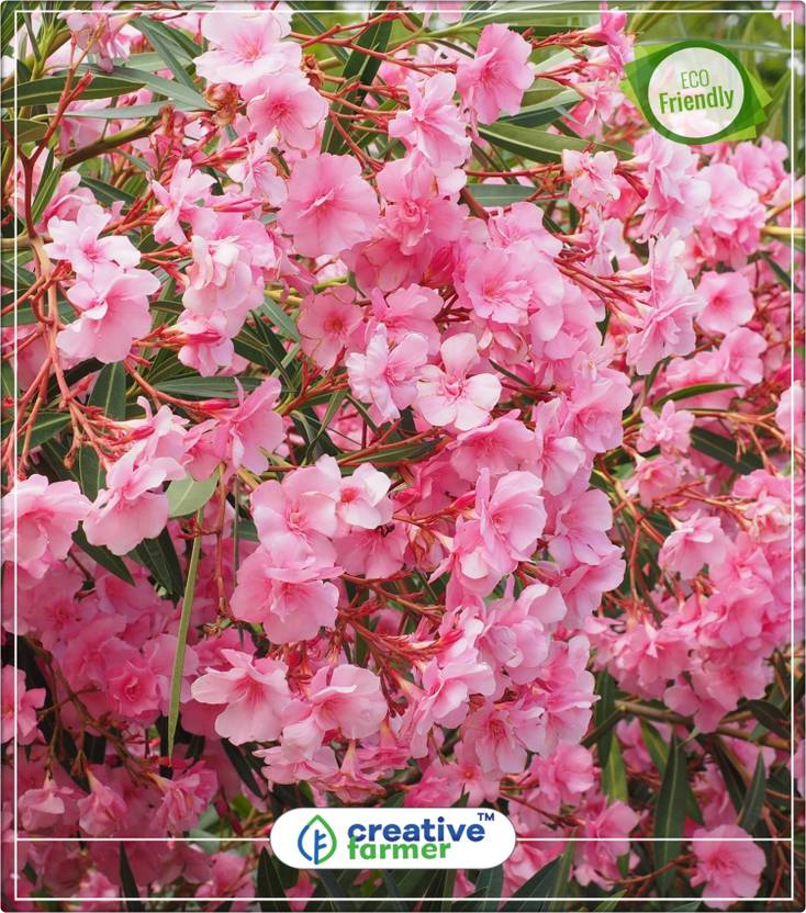 creative farmer Nerium Oleander (Peach, Dwarf) - Pink Flowering Trees ...