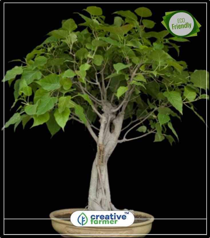 creative farmer High Oxygen Producing Tree Asvattha - Pipal Seeds For ...