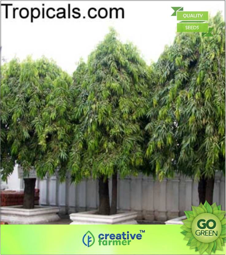 creative farmer Polyalthia Longifolia 'Pendula' Or Mast Tree Seed Price ...