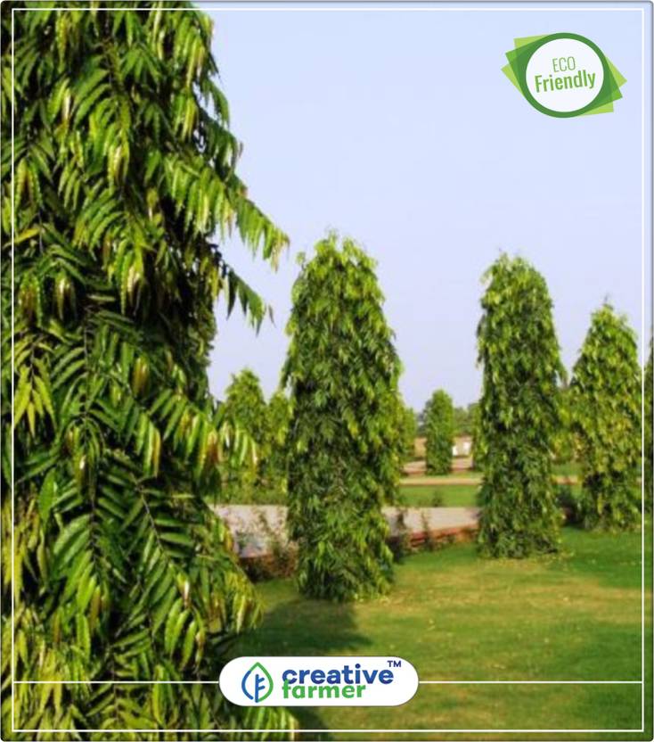 creative farmer Indian Mast Tree False Christmas Tree Kitchen Garden ...