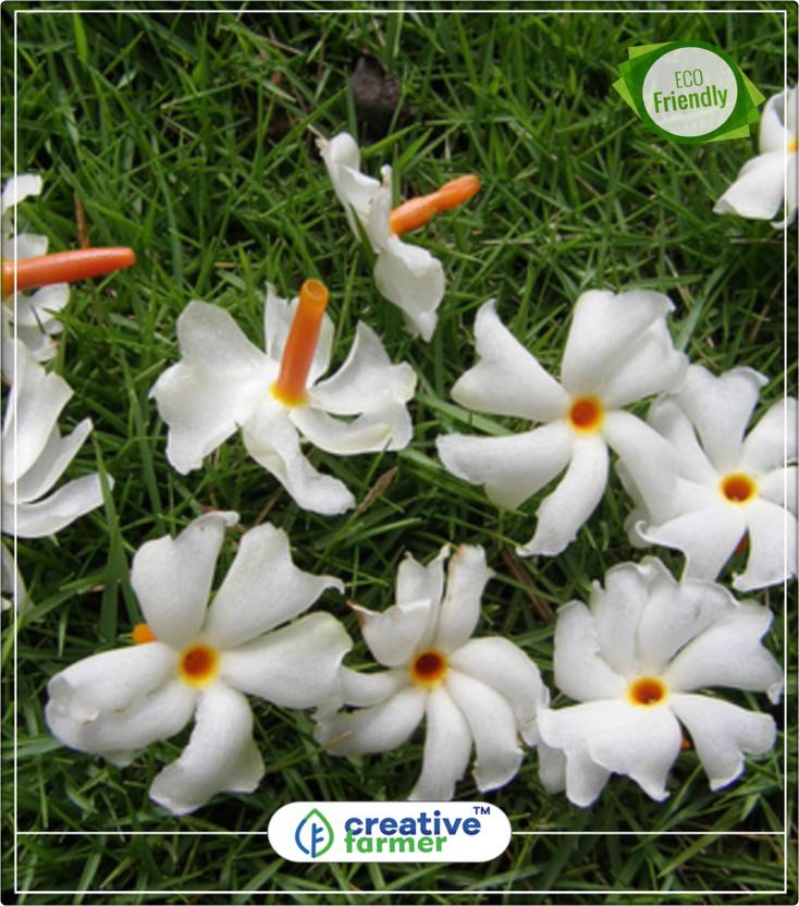 Parijata Flower Plant Images | Best Flower Site