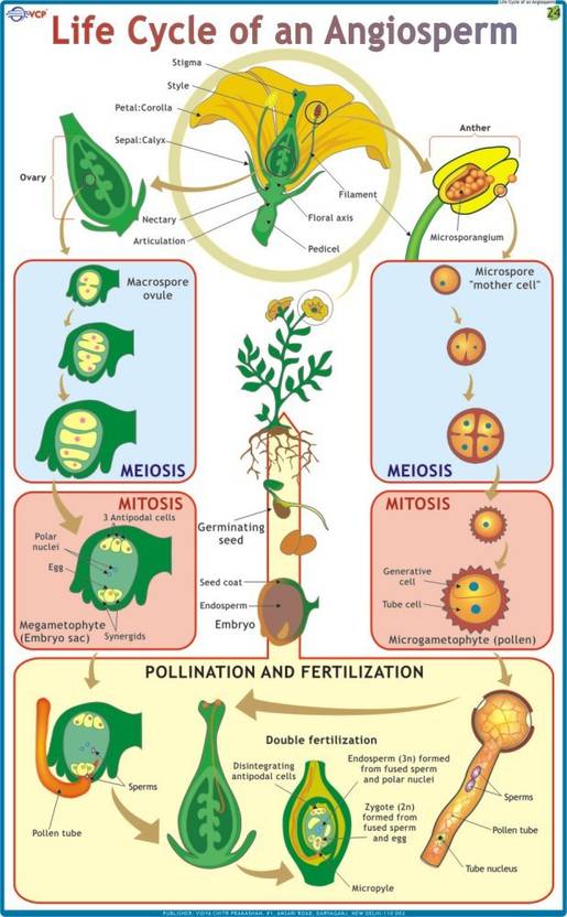 Angiosperm Chart Paper Print - Educational posters in India - Buy art ...