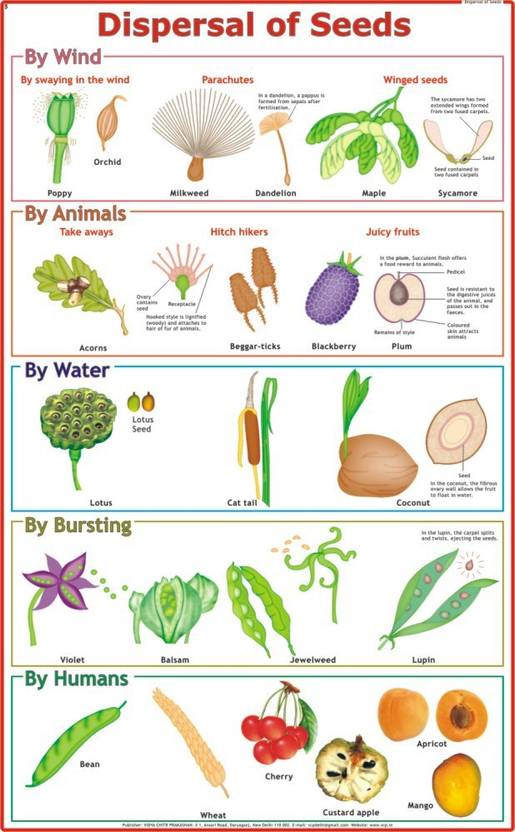 Dispersal of Fruits & Seeds Chart Paper Print - Educational posters in ...