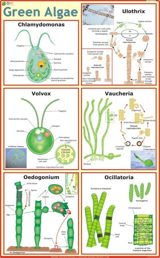 Green Algae Chart Paper Print - Educational posters in India - Buy art ...