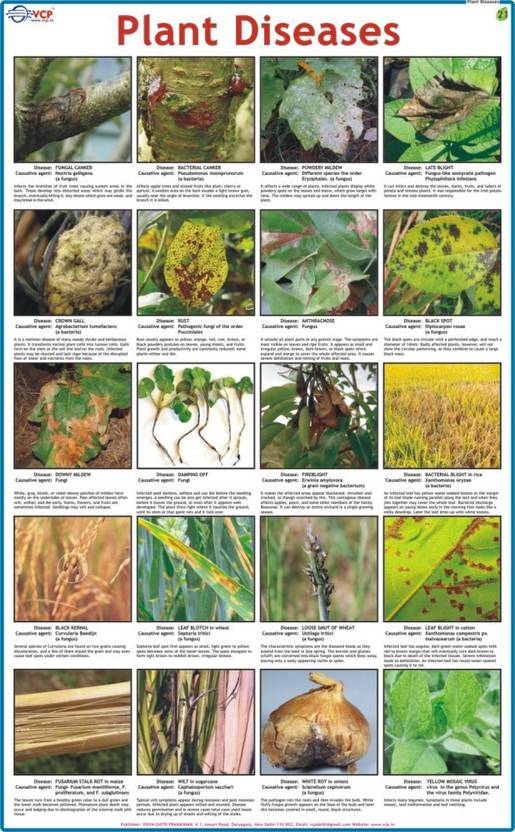 Plant Diseases Chart Paper Print - Educational posters in India - Buy ...