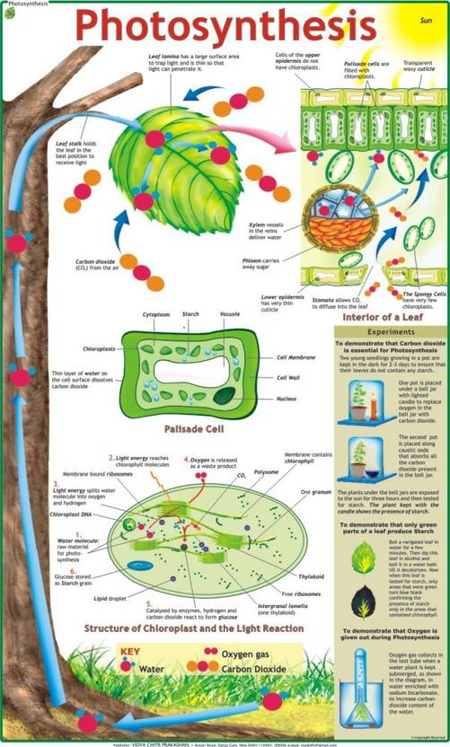 Photosynthesis Chart Paper Print - Educational posters in India - Buy ...