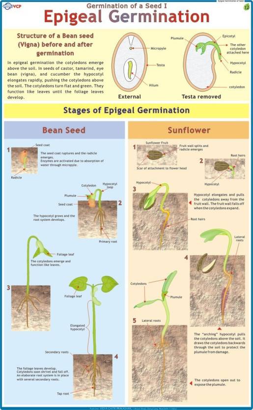 Epigeal Germination Chart Paper Print - Educational posters in India ...