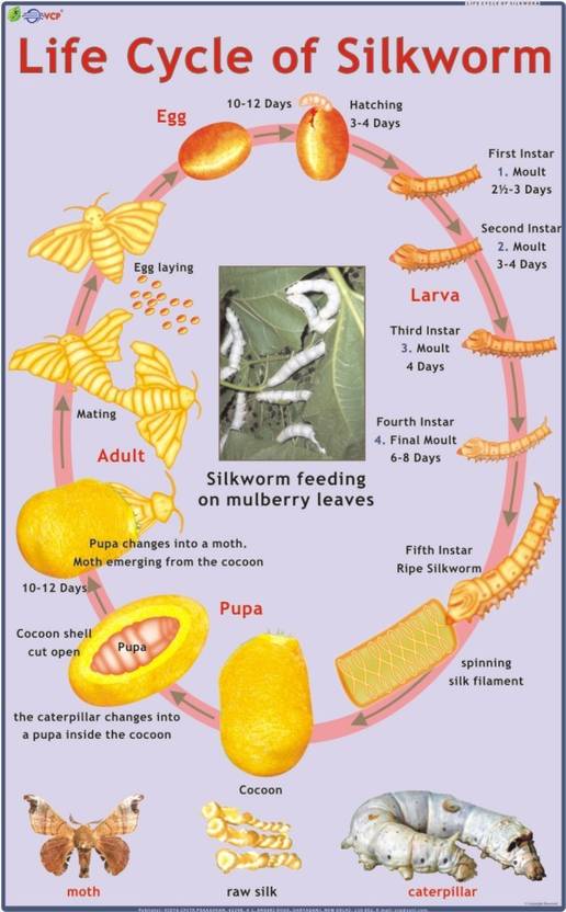 Silk Worm Chart Paper Print - Educational posters in India - Buy art ...