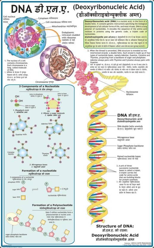 RNA Chart Paper Print - Educational posters in India - Buy art, film ...