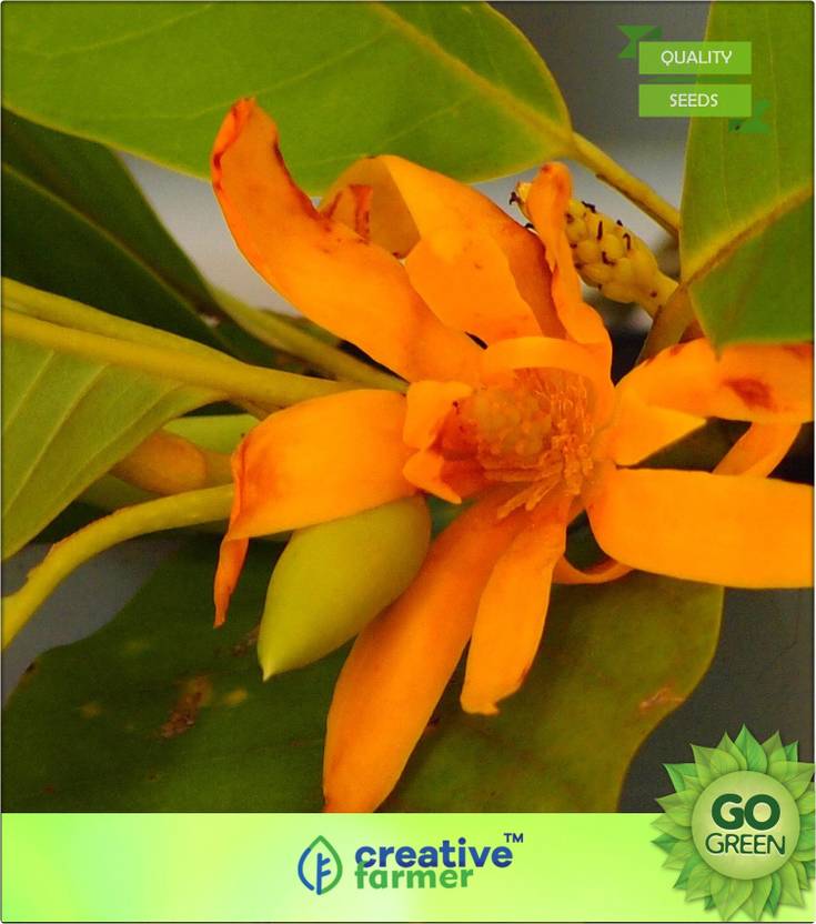 creative farmer Chempakam Flowering Tree /Plant Seed Price in India ...