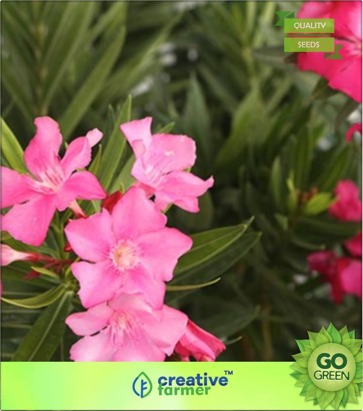 creative farmer Nerium Oleander- Karavira, Kaner Seed Price in India ...
