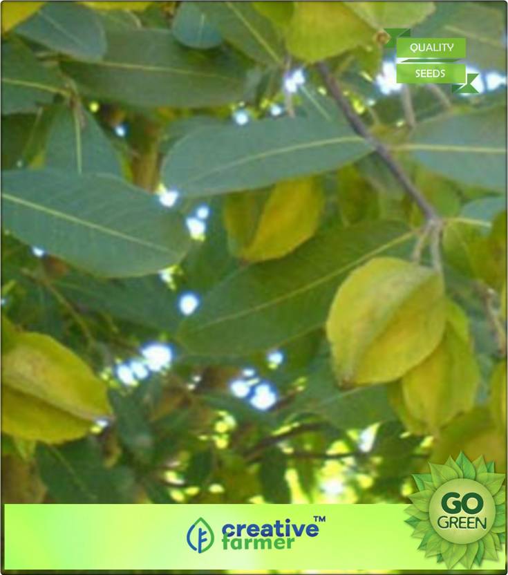 creative farmer Tree Seeds For Boundary Arjun Tree Mythology Tree Herb ...