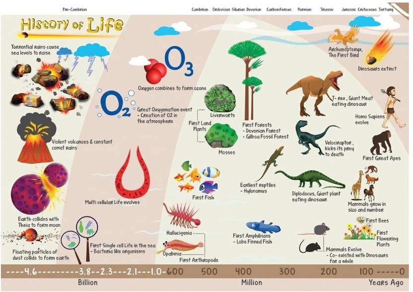 Science Poster for Kids - History of Life - Size A3 - 11.7 X 16.5 ...