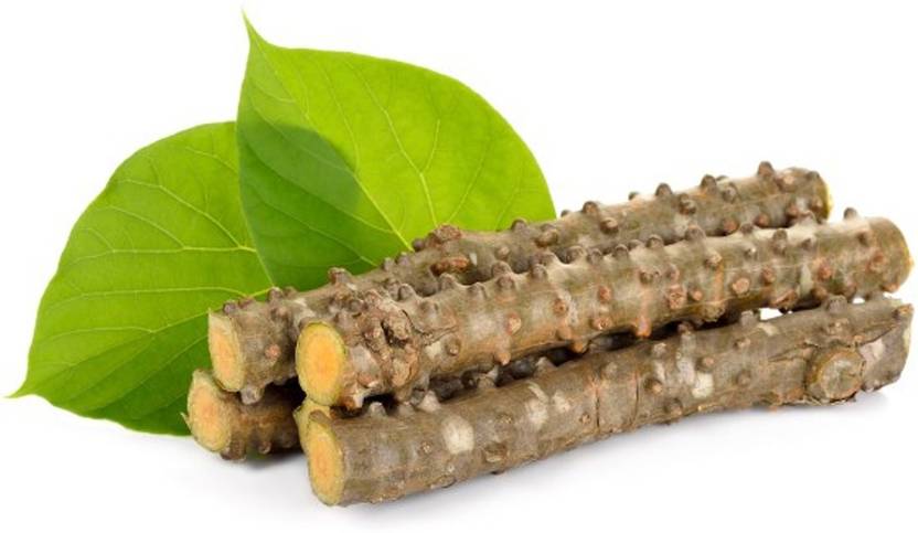 JustSeeds Giloye Giloy Guduchi (Tinospora cordifolia) Fresh 16 Stems 6 ...