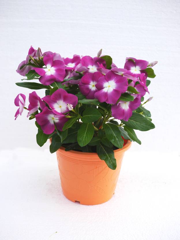NurseryNature Sadabahar Plant Price in India - Buy NurseryNature ...