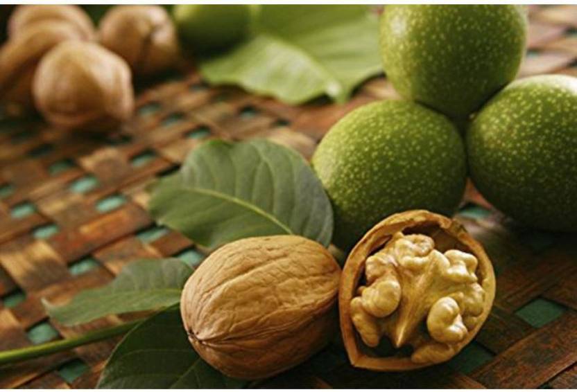 OhhSome Akhrot Tree Seeds Seed Price in India - Buy OhhSome Akhrot Tree ...