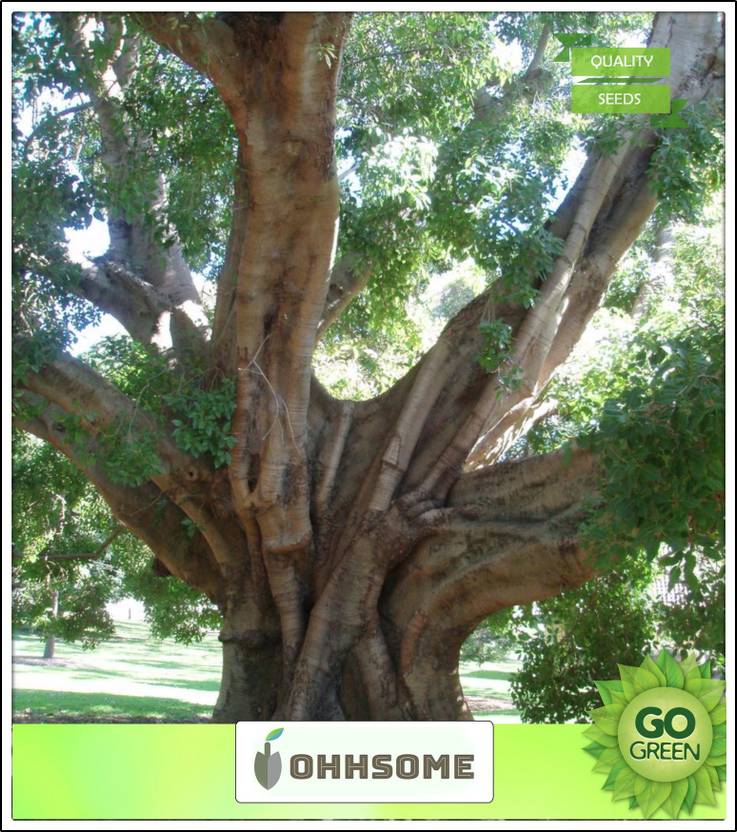 OhhSome Tree Seeds Ficus Infectoria - Pilkhan Tree Plant Seeds Seeds ...