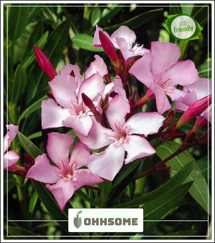 OhhSome Flower Seeds For Planting In Pots Nerium Oleander (Peach, Dwarf ...