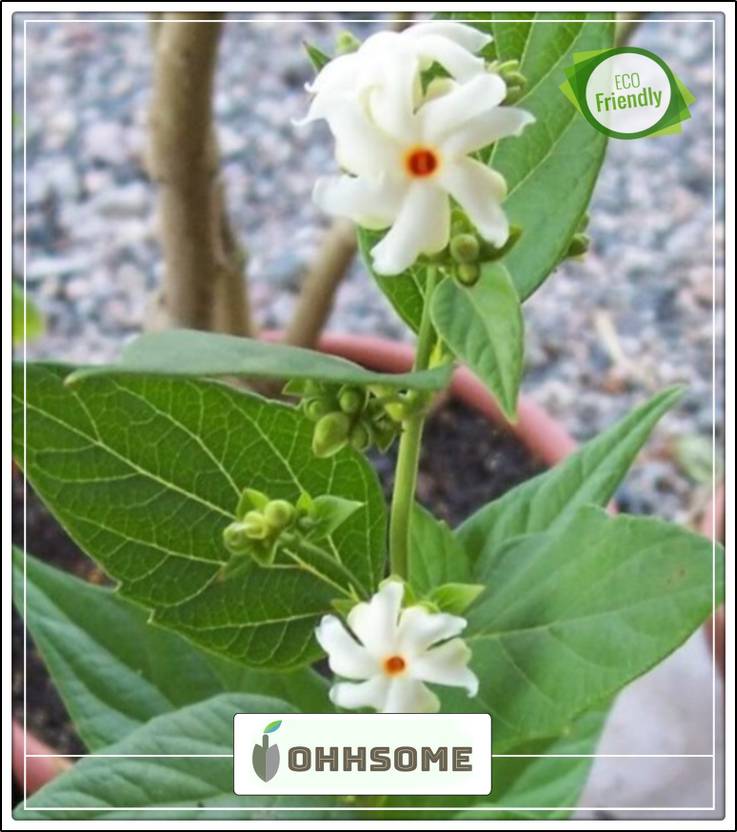 OhhSome Jharaa sephali Flower Seeds Pavizhamalli Shade Seeds Pack Seed ...