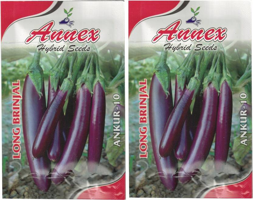 ANNEX Long Bringal vegetable pack of 2pc pkt Seed Price in India - Buy ...
